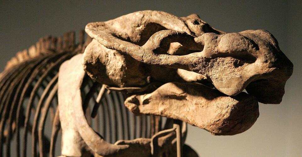 New Dinosaur Fossils, Nicknamed 'The Beast,' Arrive At Field Museum ...