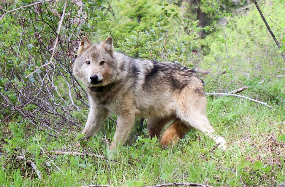 Lawmakers hunting for a solution to wolf predation in Washington ...
