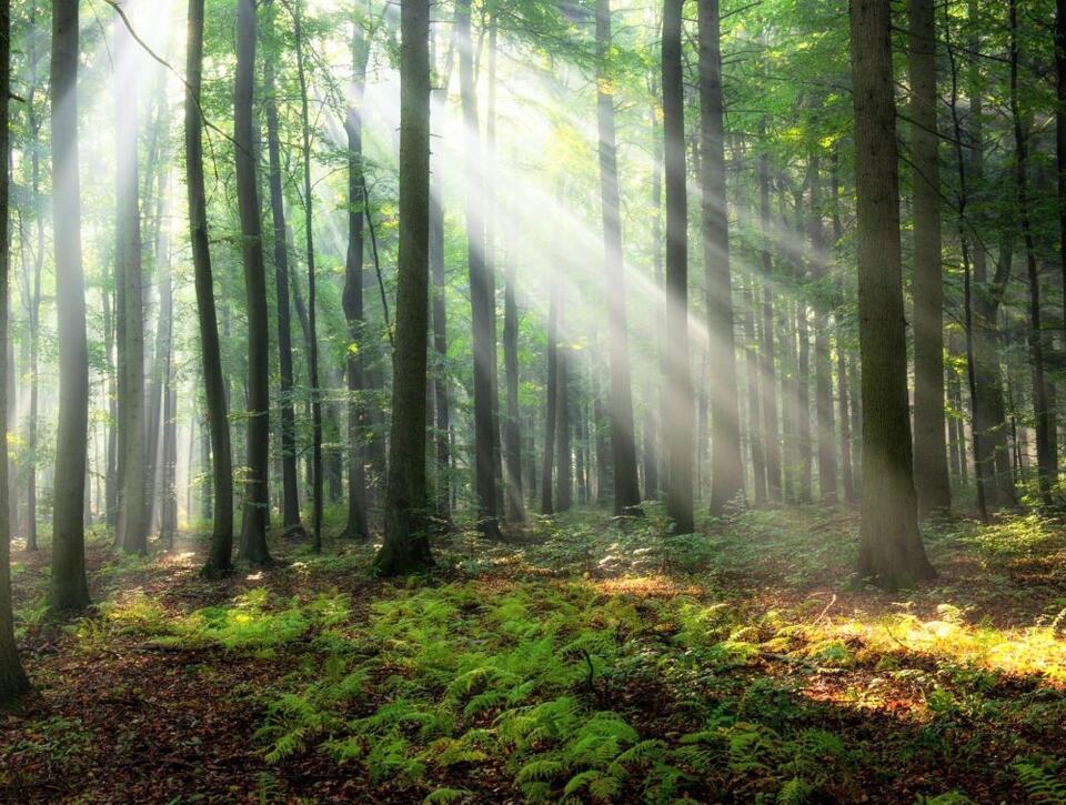 Water world hidden inside trees helps forests survive droughts - NewsBreak