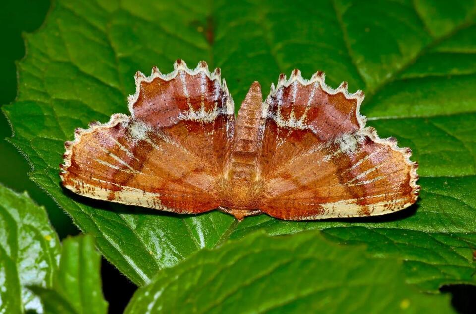 25 Moths You Can Spot in Alaska’s Wilderness - NewsBreak