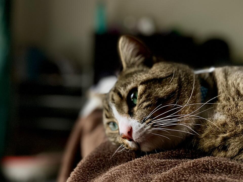 How Cats Mourn and Feel Loss - NewsBreak