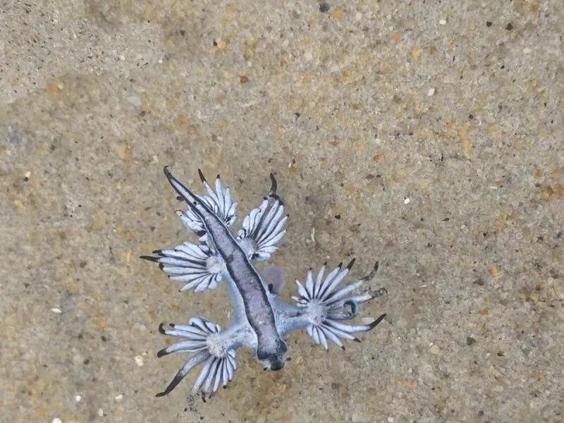 Venomous blue sea dragons wash ashore in Outer Banks