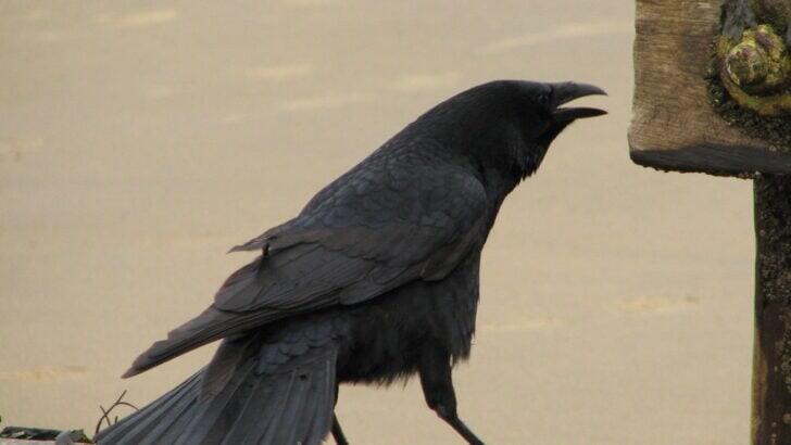 How Crows Became Symbols of Death in European Myths - NewsBreak
