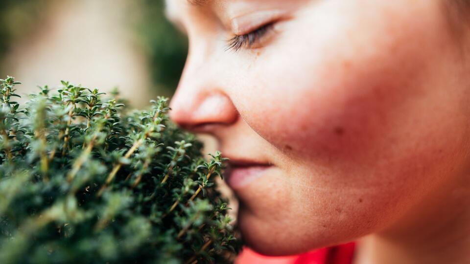 Why thyme is the easiest and most fragrant herb to grow at home - NewsBreak