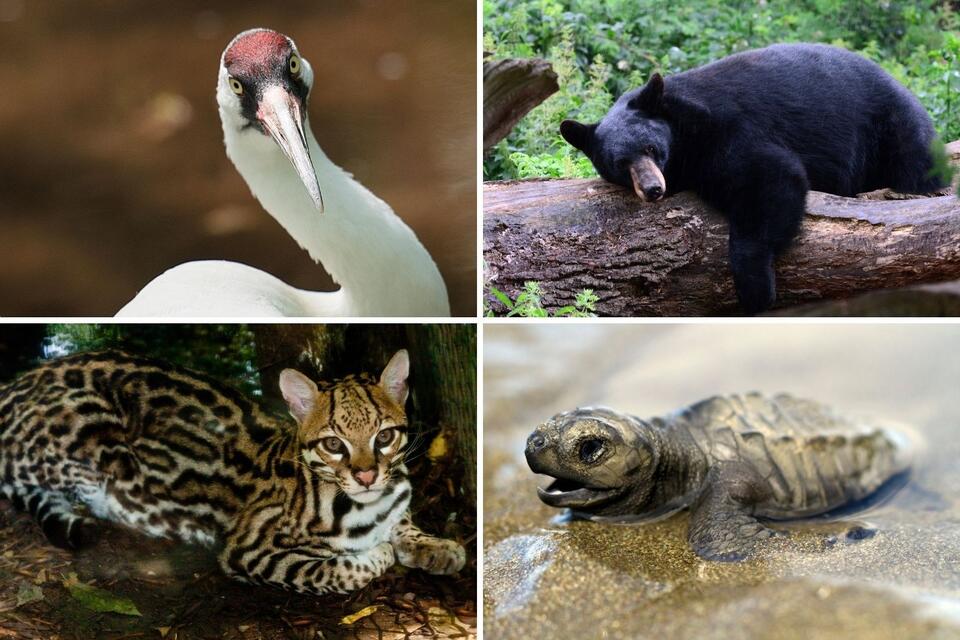 7 Texas Species Now On The Brink of Extinction - NewsBreak