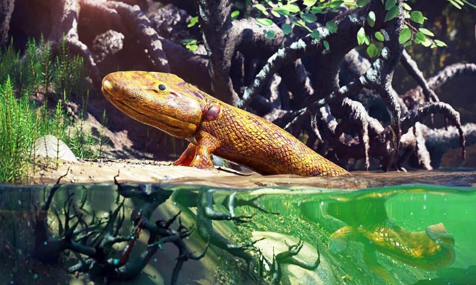 Fossils explain how fish evolved to walk out of the water to live on ...