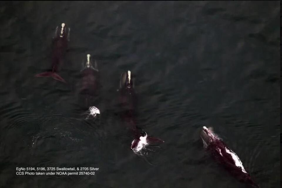 33 North Atlantic right whales spotted in Cape Cod Bay - NewsBreak