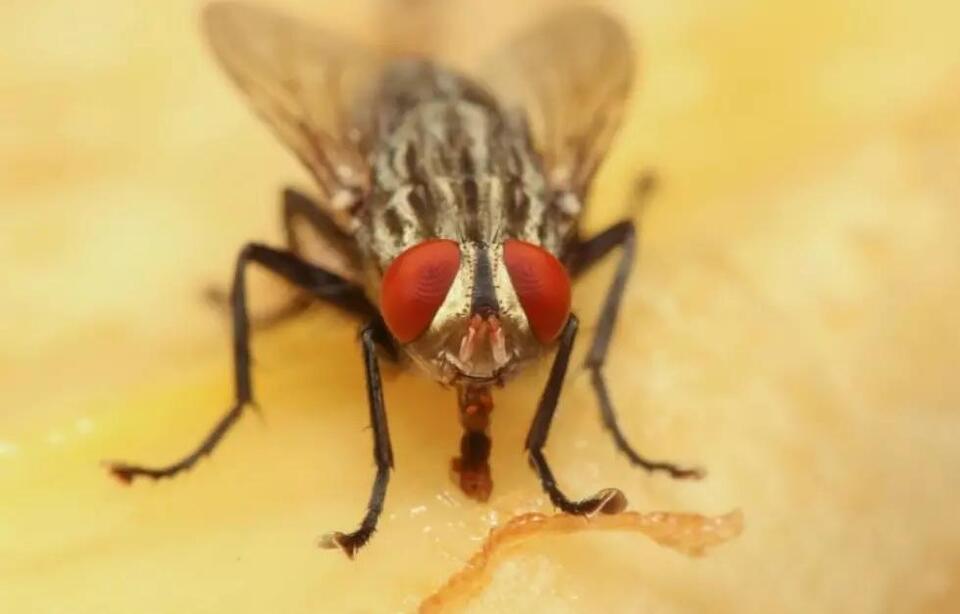 After 60 Years Painful Flesh-Eating Fly Could Threaten New Yorkers ...