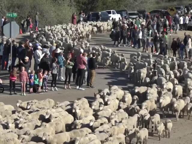 People check out the sheep migration as the flock crosses Highway 55 in Eagle