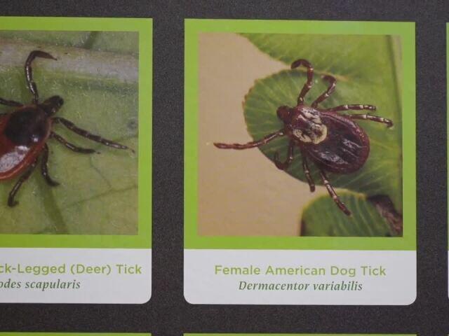 TICK SEASON IS HERE: What you need to do about ticks in Mid-Michigan ...