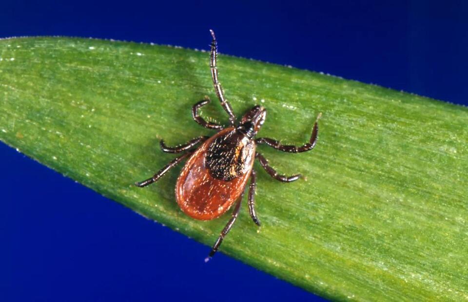 Want to know if a tick carries diseases? The UMaine tick lab can help ...