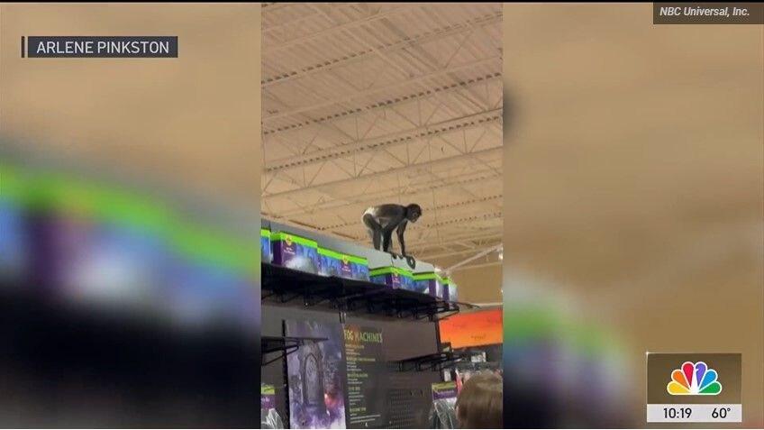 Monkey On The Loose In Plano Spirit Halloween Store - NewsBreak