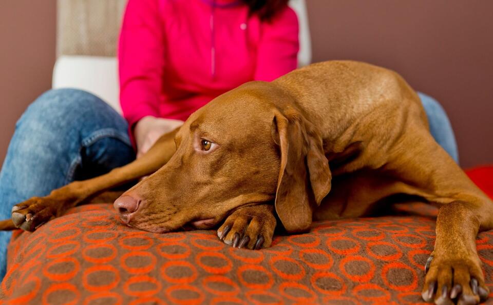 Your dog farts a lot? If your pooch has wind, here's how you can help ...