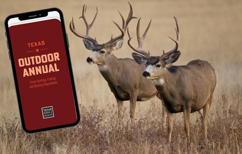 What To Know About Texas Hunting Changes For 2025-26 - NewsBreak