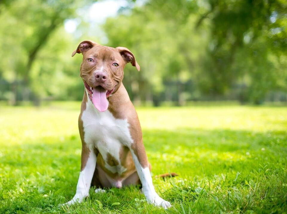 Lucas County Dogs for Adoption: 1/30 - NewsBreak