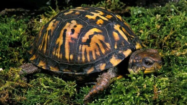 How Turtles Cross Roads Safely—Thanks to Wildlife Tunnels - NewsBreak