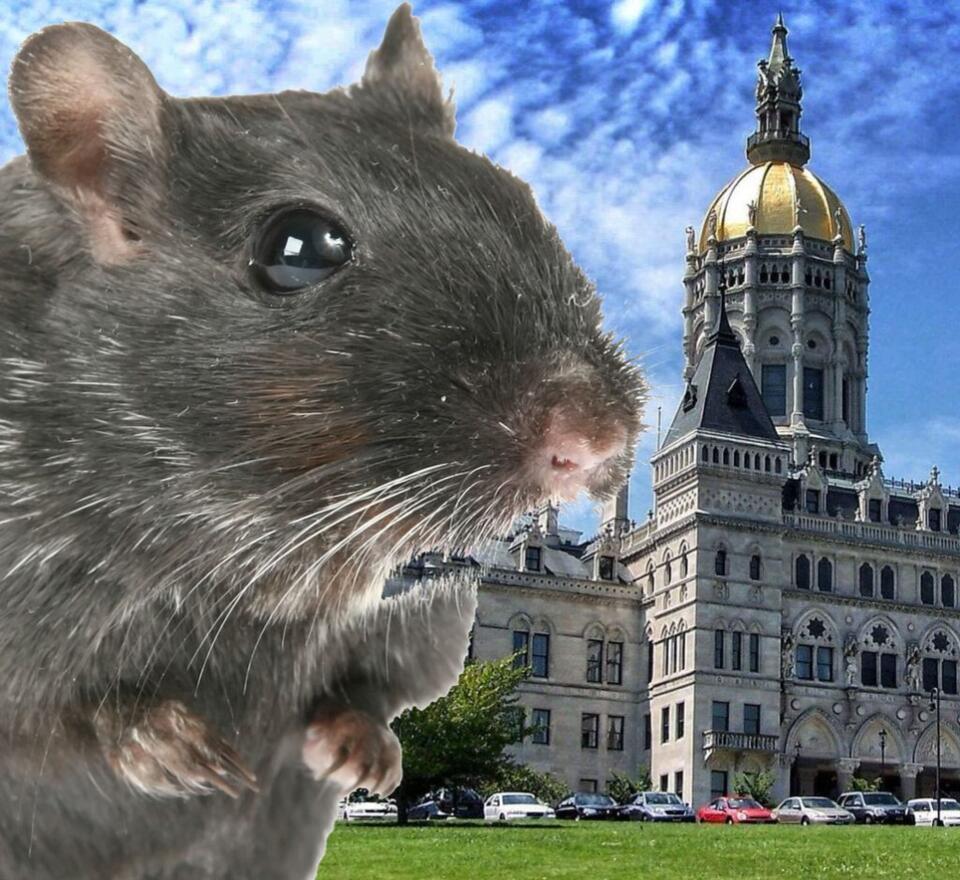 Connecticut’s rat infestation - NewsBreak