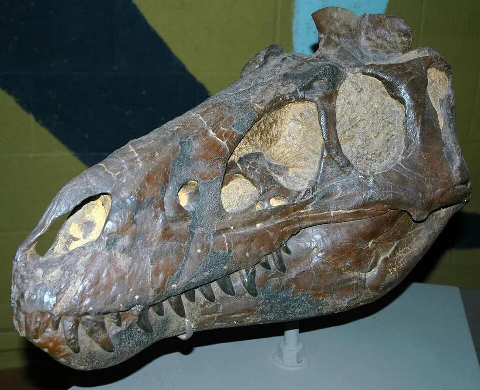 Advanced Imaging Reveals: Dinosaur Brains Were More Complex Than We ...