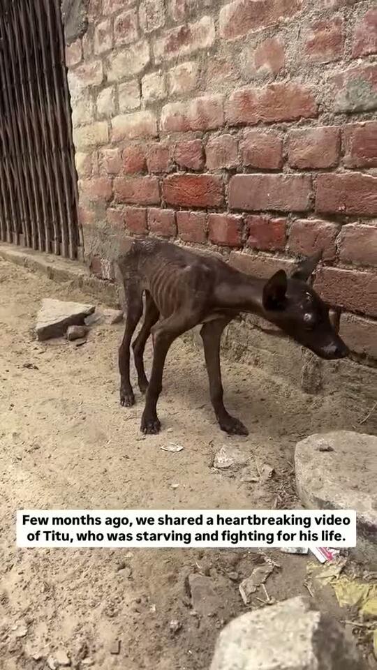 I am deeply touched by Titu's story. His fight for survival touched my ...