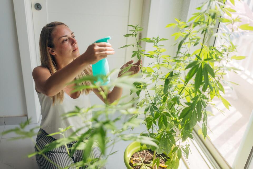 NYC will soon let you grow marijuana at home. Here are the proposed ...
