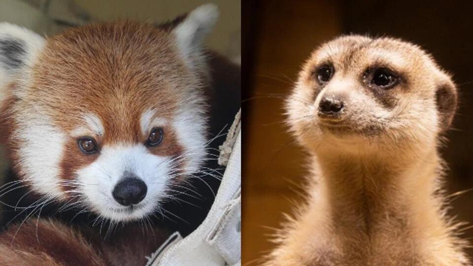 Chattanooga Zoo mourns deaths of Avi the red panda and Gadi the meerkat ...