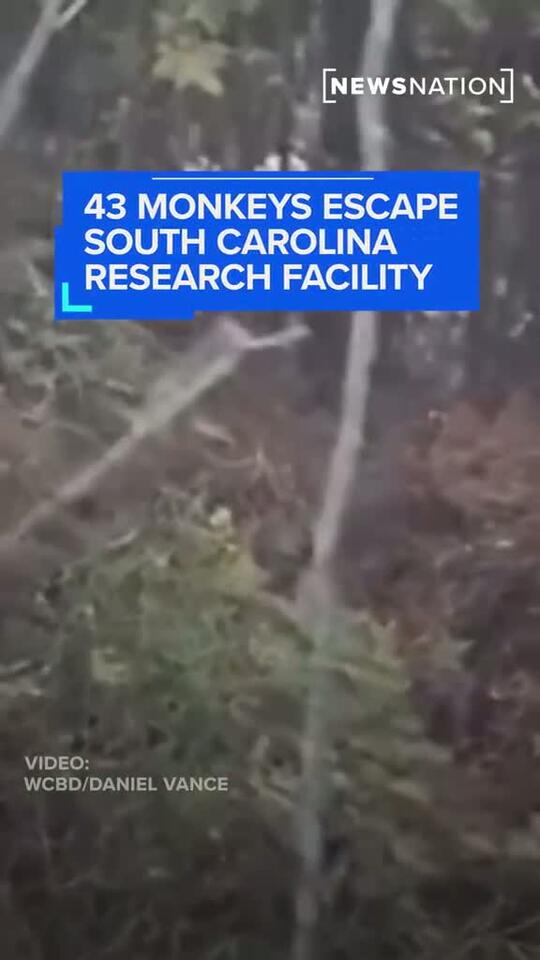 A_search_is_underway_for_more_than_40__monkeys_that_escaped_a_research ...