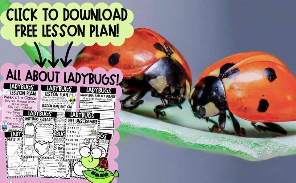 All About Ladybugs: Free Elementary Science & Literacy Unit Plan for ...
