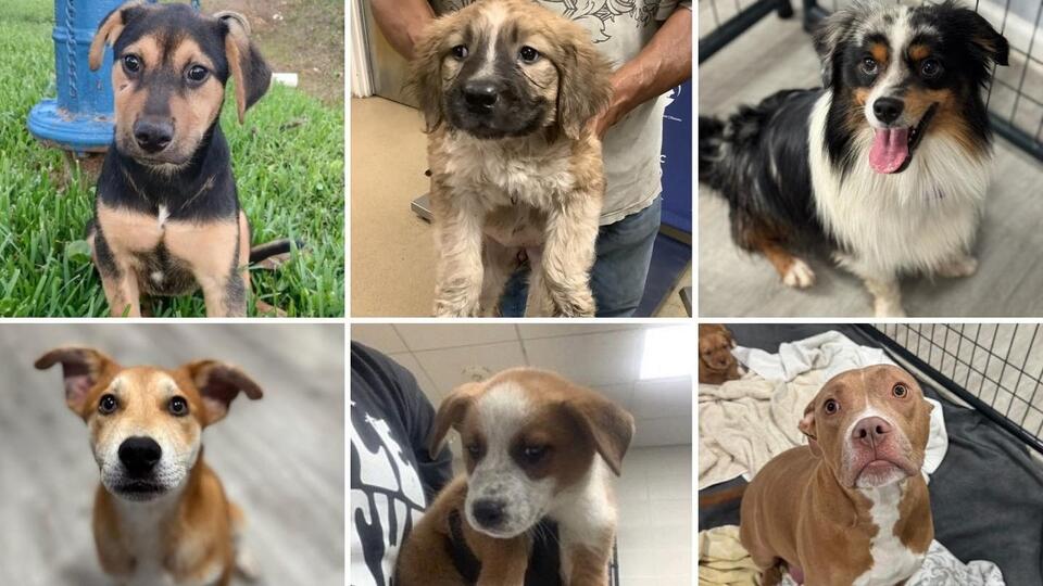 Local Dog Rescue Reveals They're in Need of More Foster Homes to Help ...