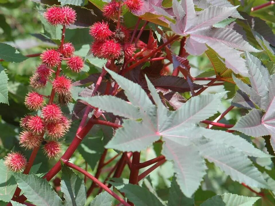 These Texas Plants Are Deadly! What You Need to Know to Stay Safe - NewsBreak