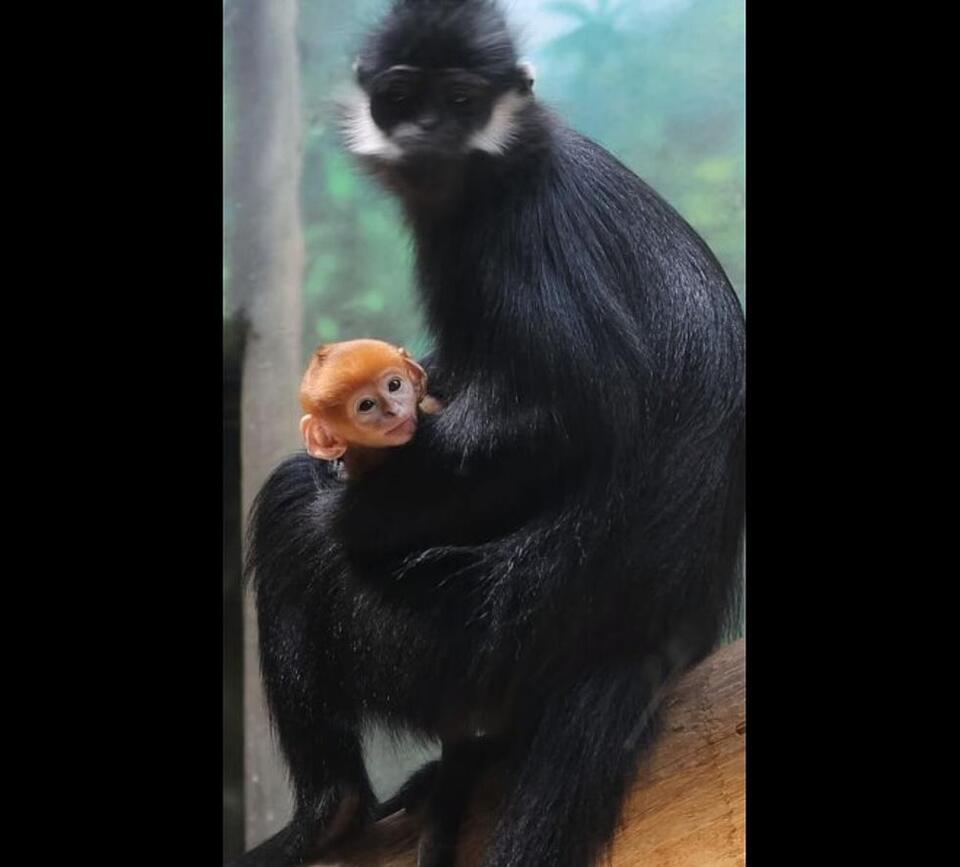 Why the Leaf Monkey at Philadelphia Zoo Was Born Orange - NewsBreak