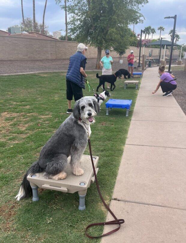 Canine Companions Club seeks input on future Sun City West dog training ...