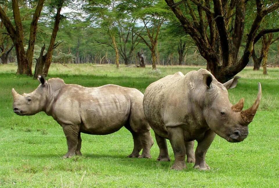 15 Heaviest Animals in the World Ranked by Weight - NewsBreak