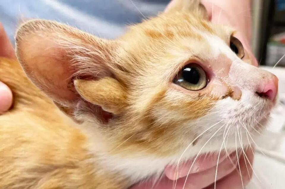 This Cute Kitty Cat Was Born With Four Ears - NewsBreak