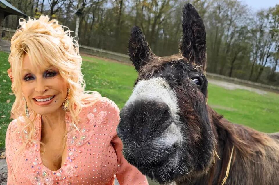 Donkeywood: Michigan Police Catch Mini Donkey Named Dolly Parton ...