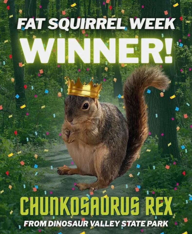 Texas launches first-ever 'Fat Squirrel Week' to crown the chunkiest ...