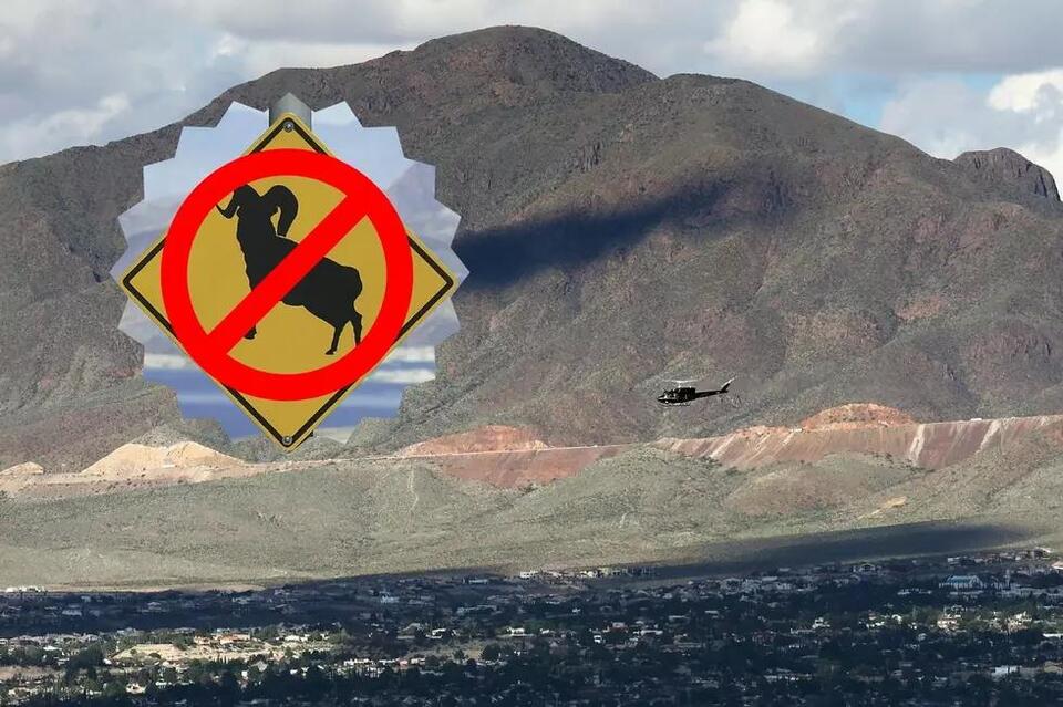 Sorry El Paso, No Memorial For Bob The Goat - NewsBreak