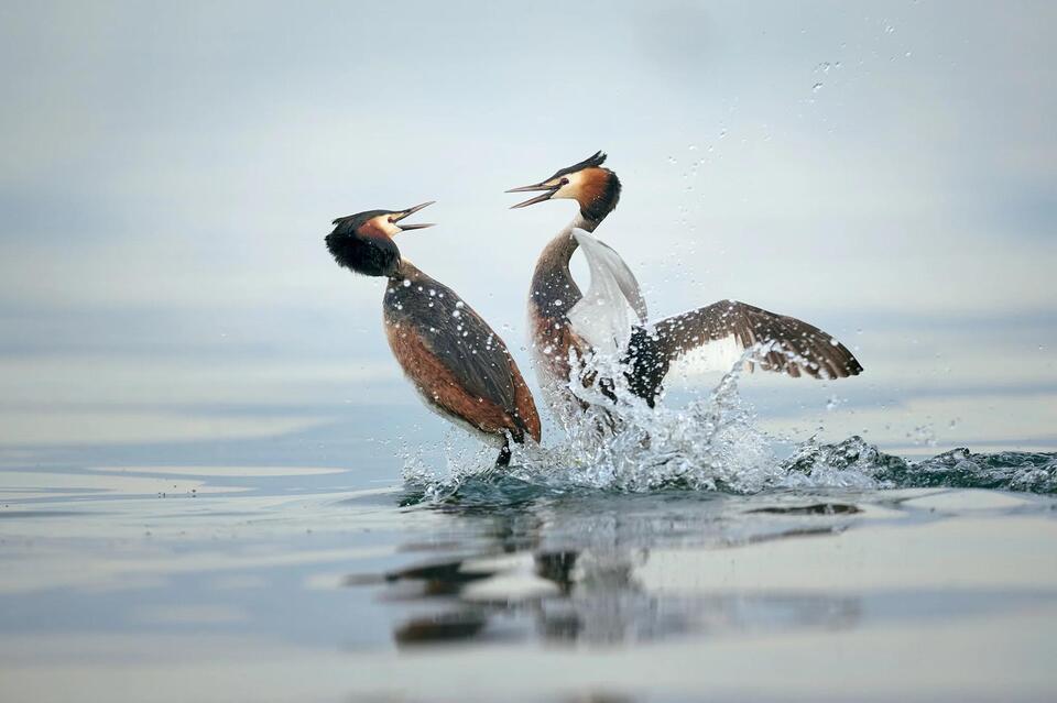 Why You Should Capture Animal Behavior in Wildlife Photography - NewsBreak