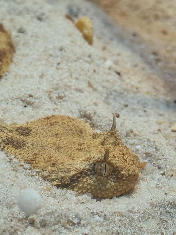 See the desert horned viper at Central Florida Zoo - NewsBreak