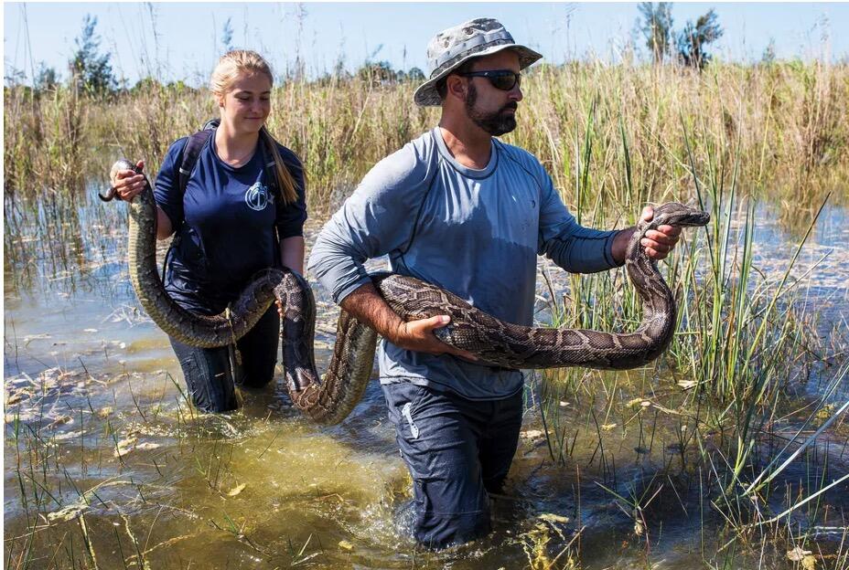Florida’s Ecosystem Under Siege by Invasive Pythons - NewsBreak