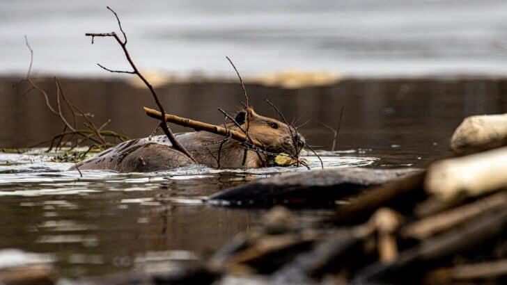 Top Places to See Beavers at Work in the Wild - NewsBreak