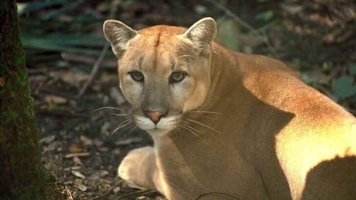 10 Stunning Animals You Can See in Florida - NewsBreak