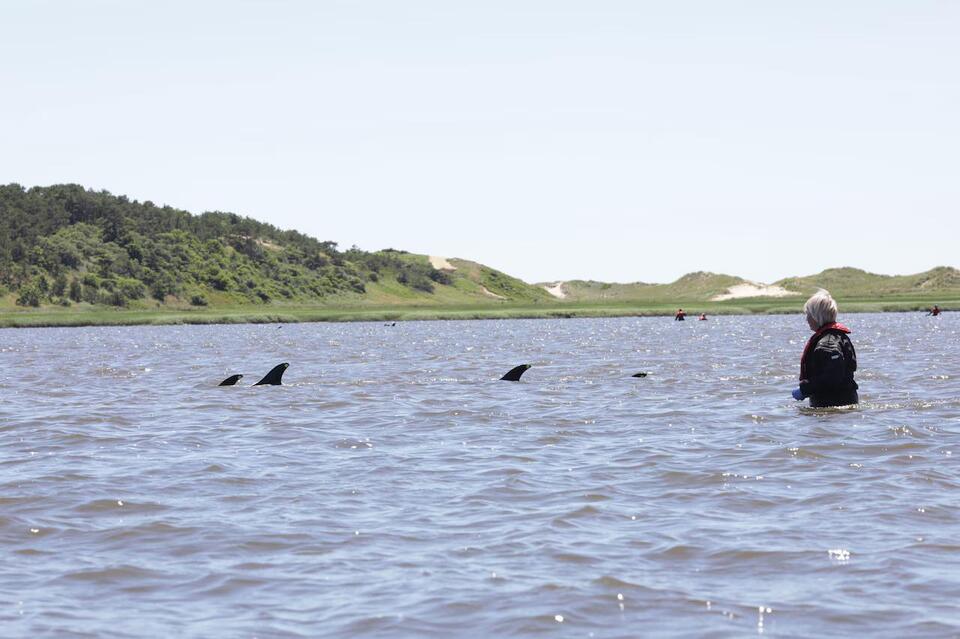 125 dolphins stuck, 10 dead in record-breaking stranding off Cape Cod ...