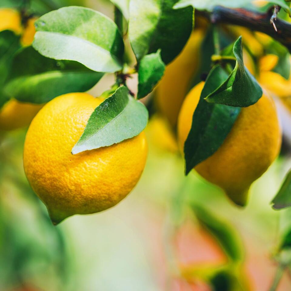 What to Do With Lemon Trees in June for a Tart & Tasty Harvest – 6 Easy ...