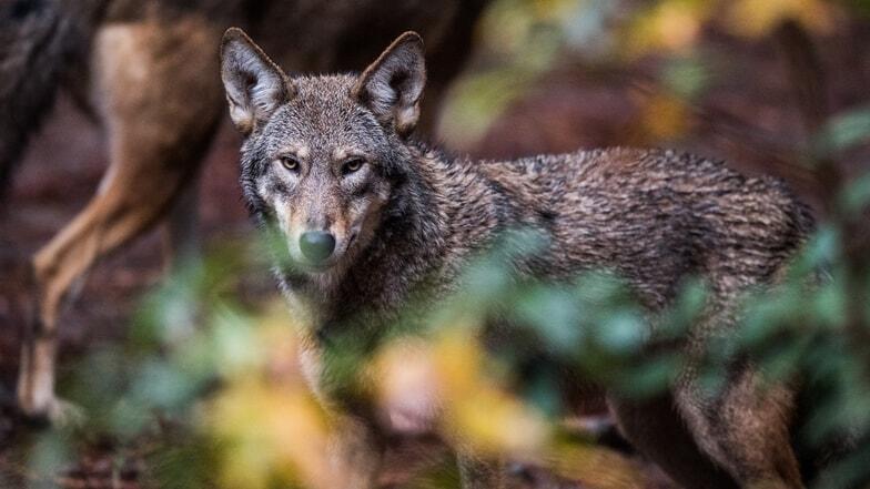 World’s Only Wild Red Wolves Filmed By Trail-Cam: WATCH - NewsBreak