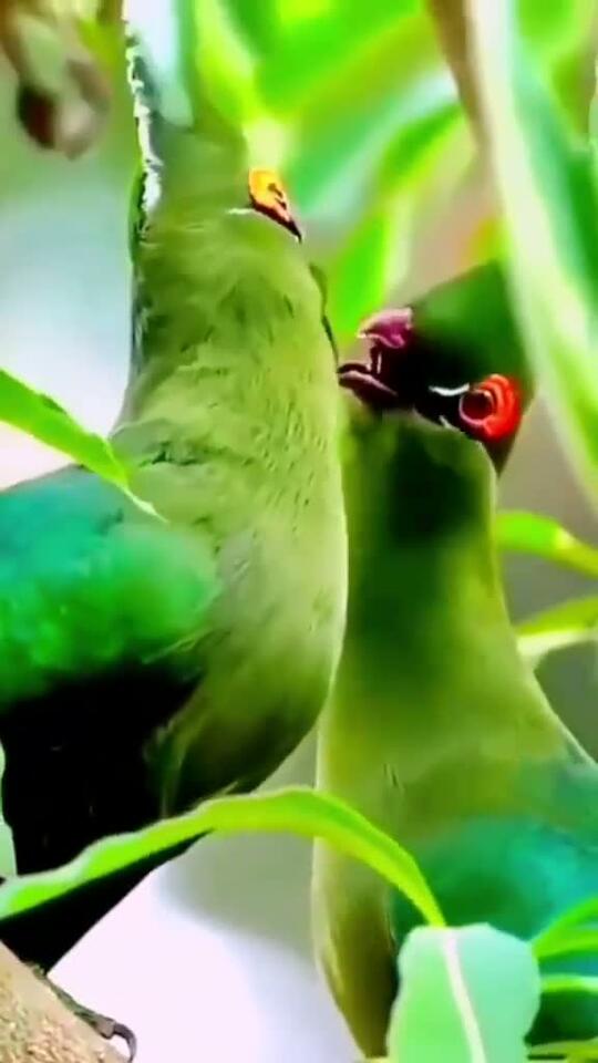These are some of the most beautiful and affectionate birds in nature ...