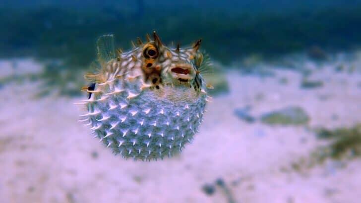 What Makes Pufferfish Inflate? - NewsBreak