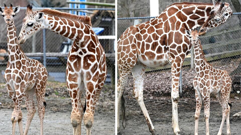 Metro Richmond Zoo Welcomes Reticulated Giraffe Calf With a Super Cute ...