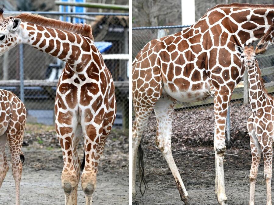 Metro Richmond Zoo Welcomes Reticulated Giraffe Calf With a Super Cute Name