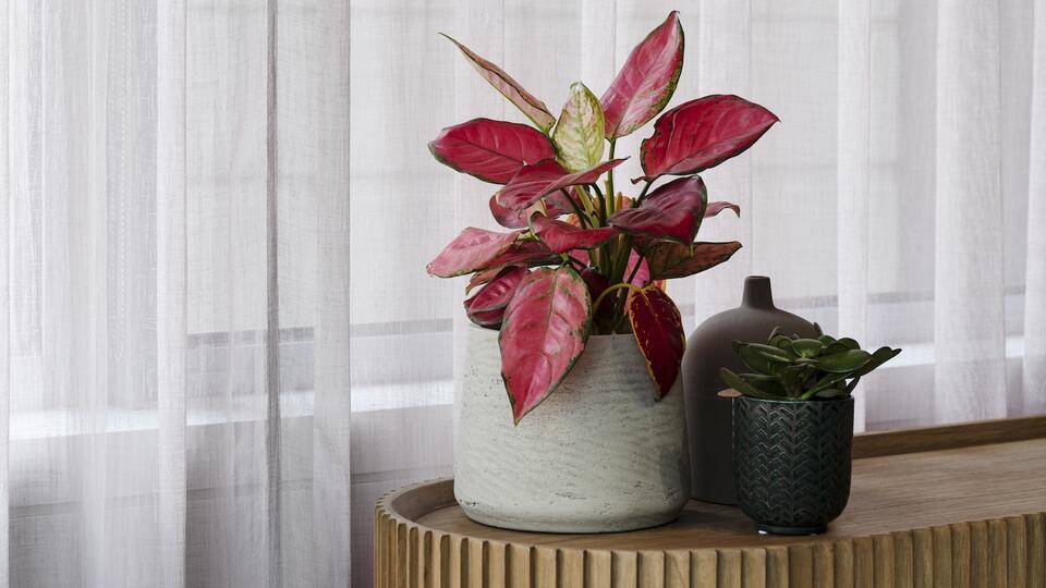 What is Biophilic design, and why is it taking over the workplace ...