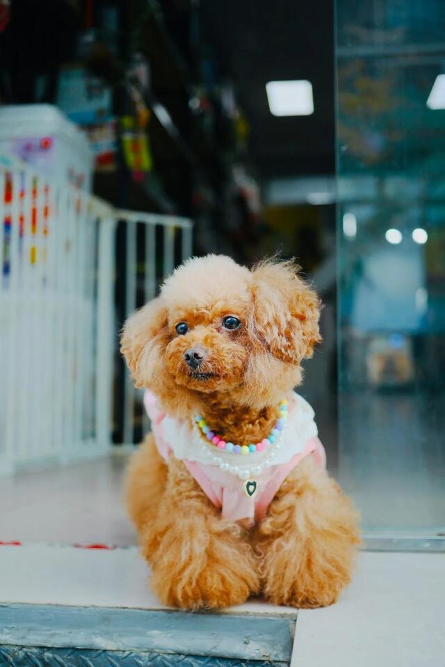 Updated Rules for Importing Pet Dogs into the US: 5 Key Points - NewsBreak
